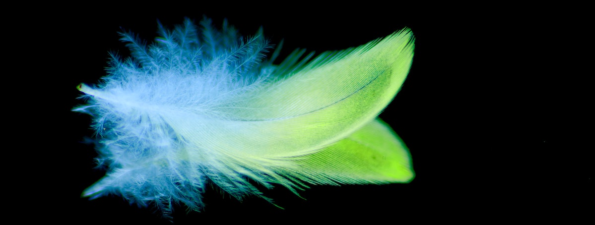 Amazon Small and Light Program - ZonWizard